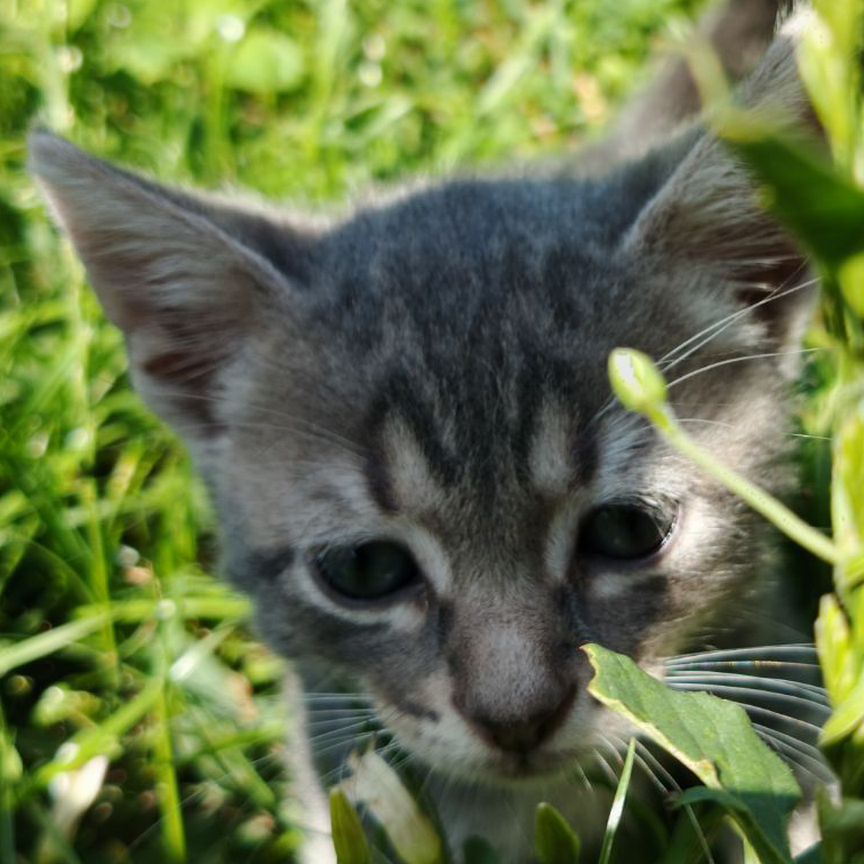 Котенок