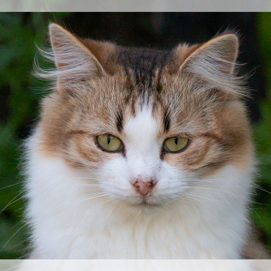 Котень ищет дом