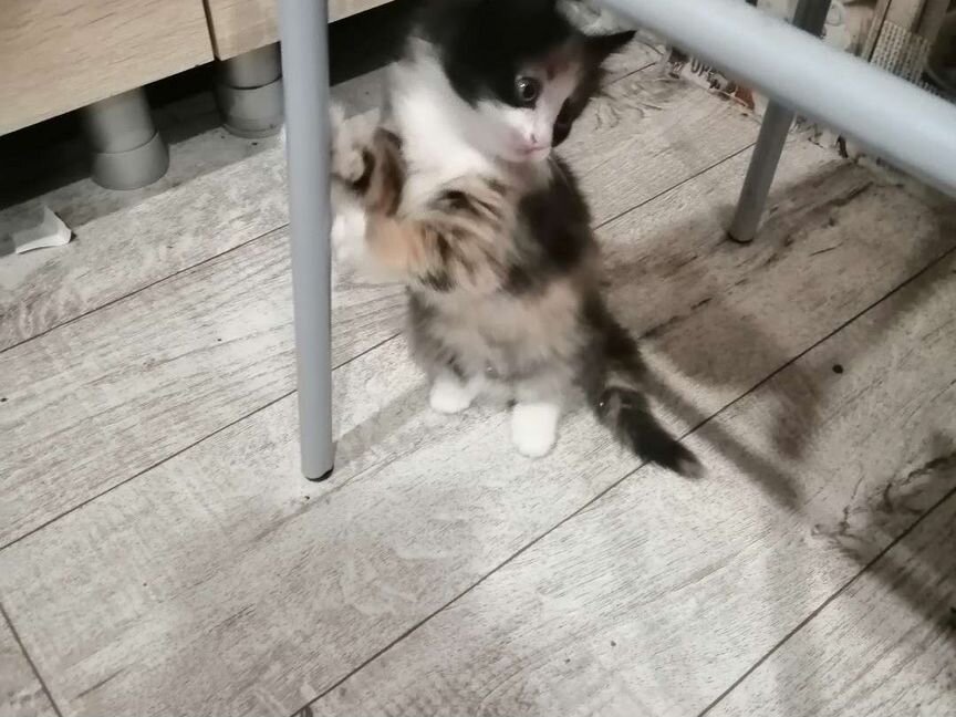 Отдам кошечку