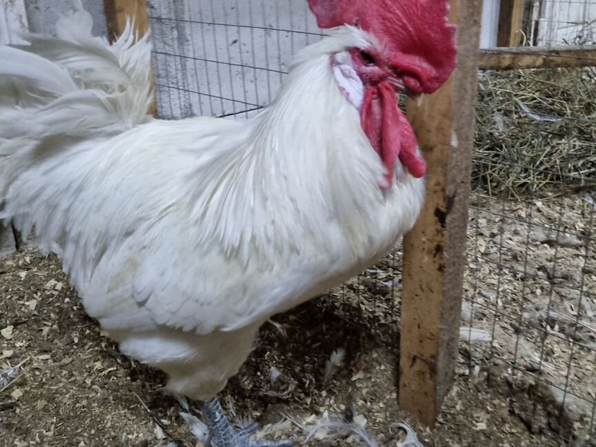 Петух Бресс гальской породы