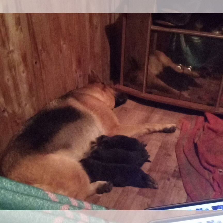 Щенки немецкой овчарки