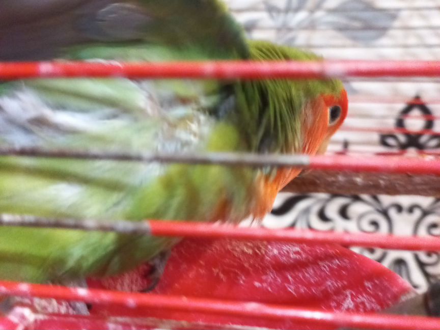 Попугай неразлучник, клетка бесплатно