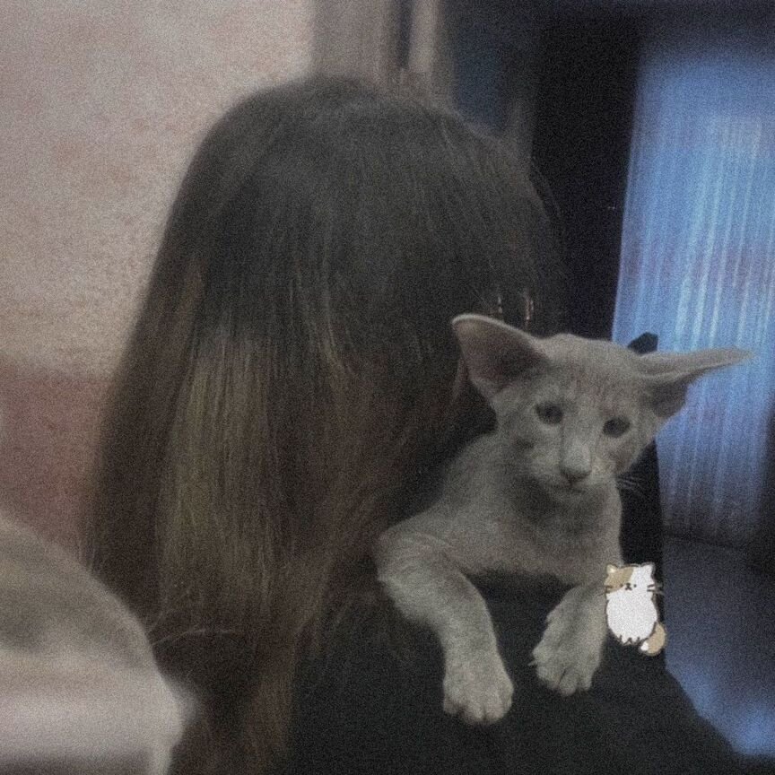 Ориентал экстрим