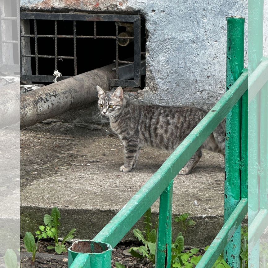 Котёнок в добрые руки