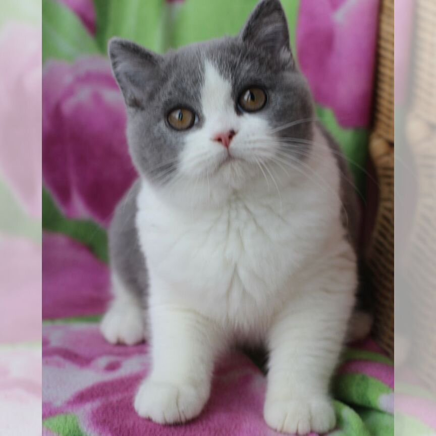 Британский короткошёрстный котёнок
