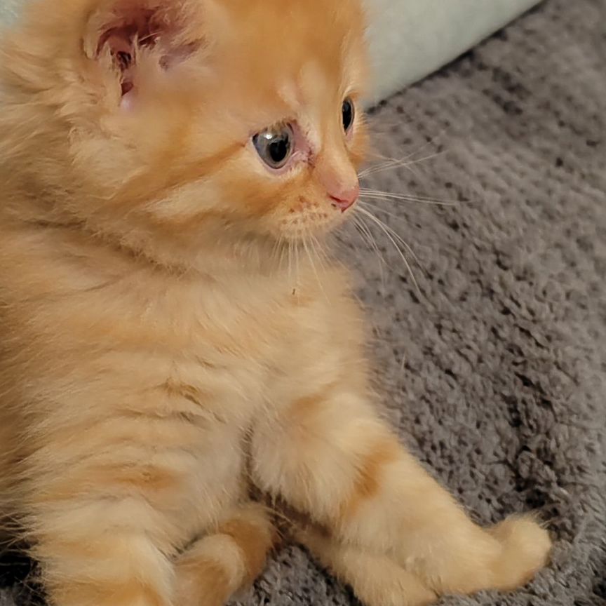 Котята в добрые руки бесплатно