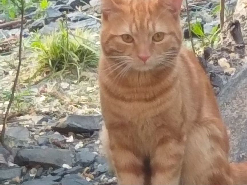 Потерялся кот или в добрые руки