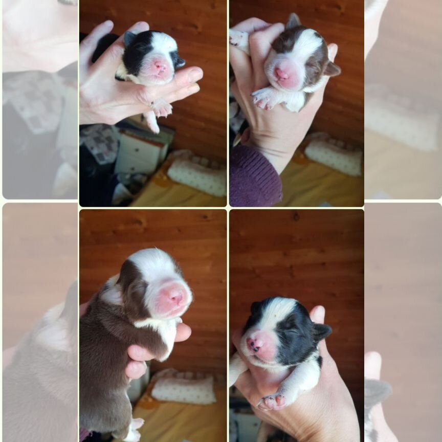 Бордер-колли, щенок