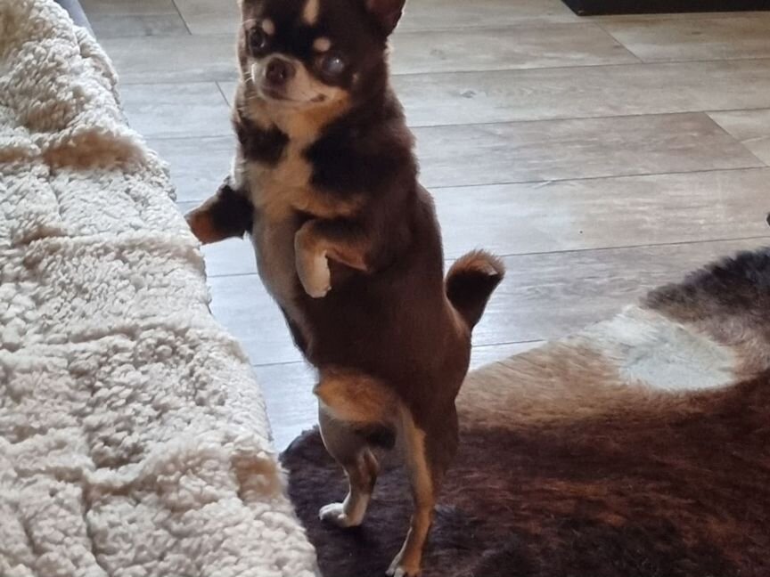 Чихуахуа в добрые руки