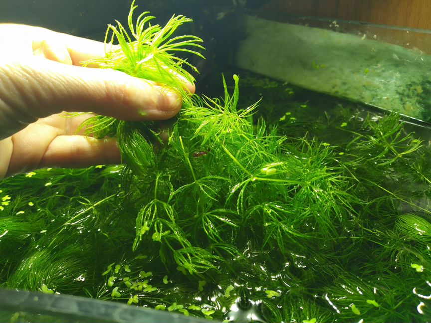 Роголистник ряска прополка