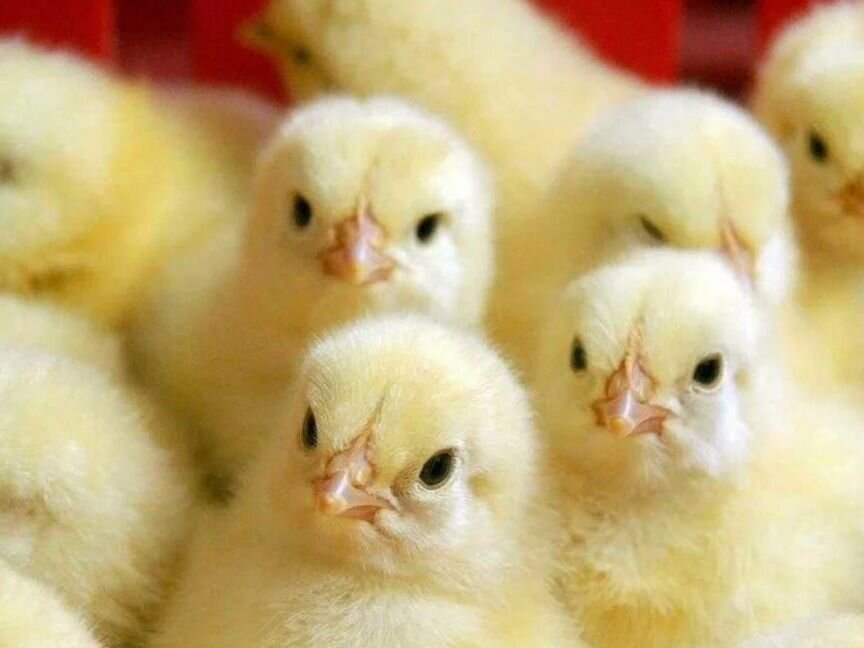 Цыплята бройлеры кобб,росс,цветной бройлер