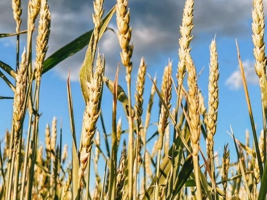 Зерно пшеница ячмень кукуруза