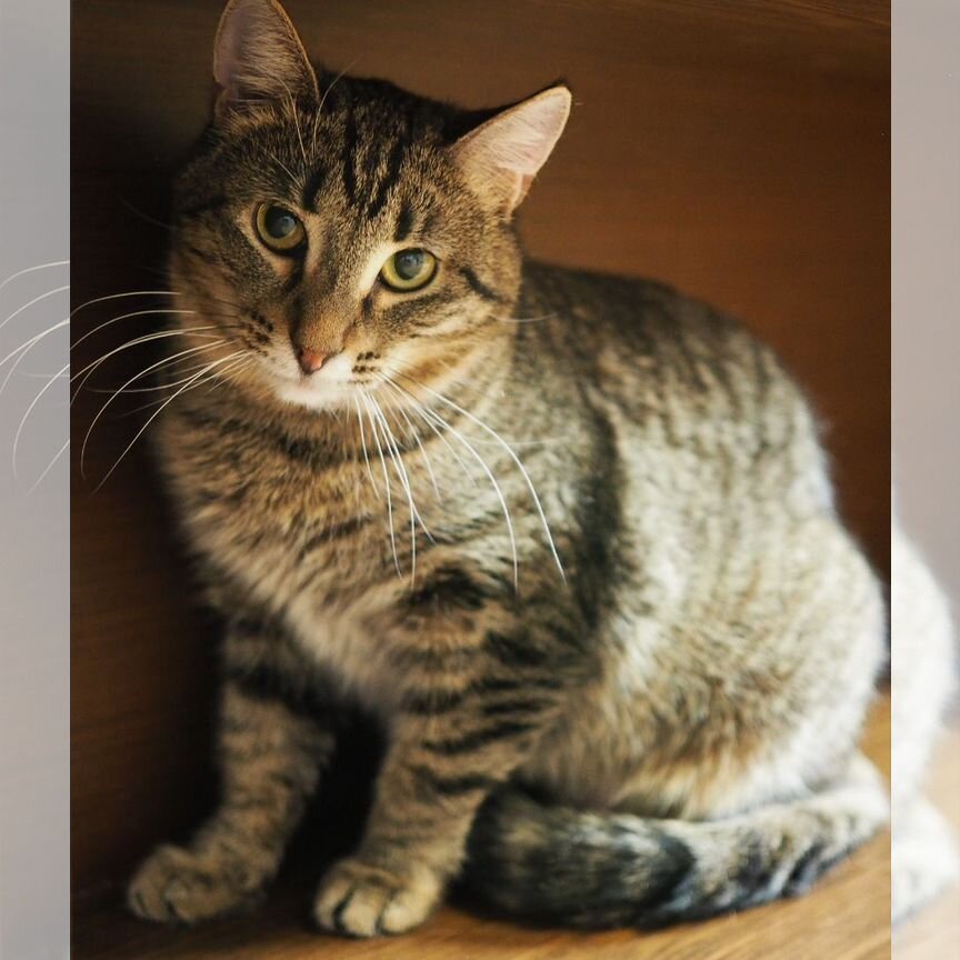 Взрослая, кошка в добрые руки