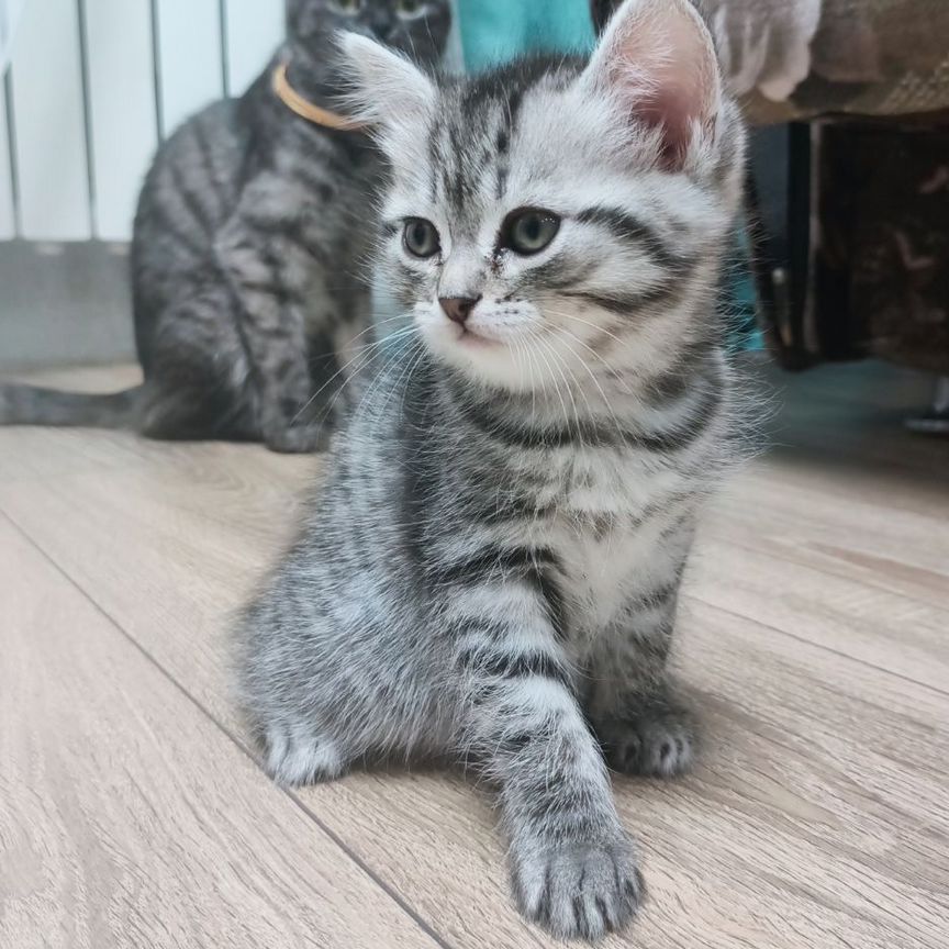 Шотландская вислоухая