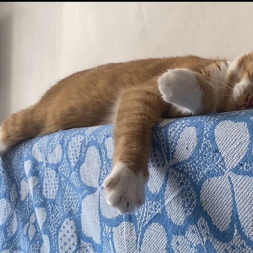 Рыжий кот мальчик