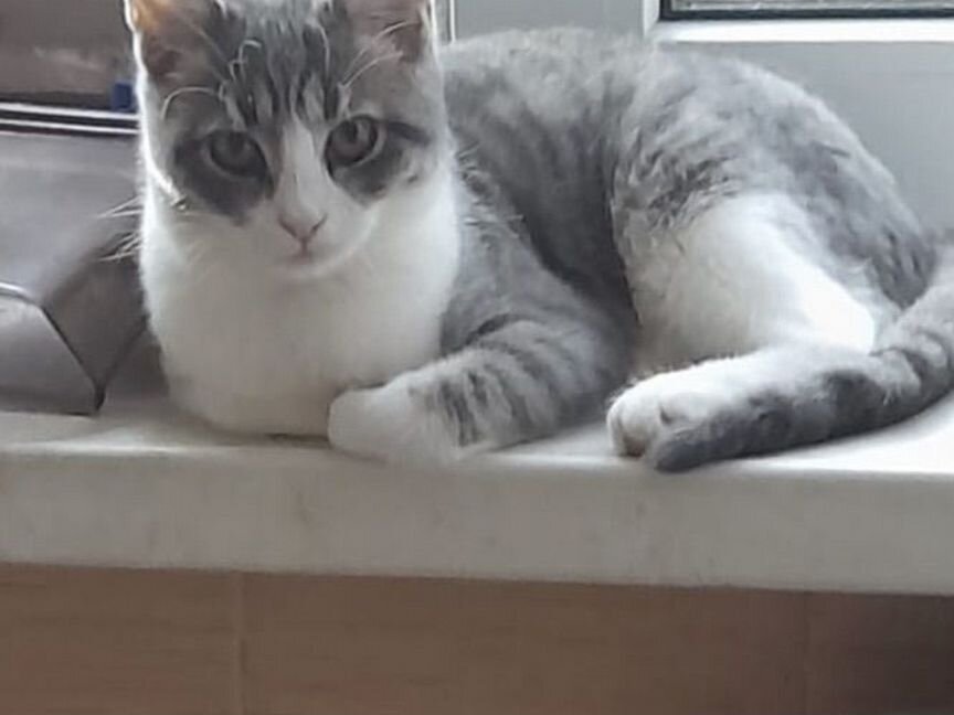 Кошка мышка