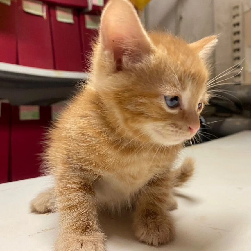 Котята 3 месяца