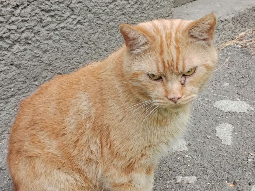 Рыжий грустный кот в добрые руки