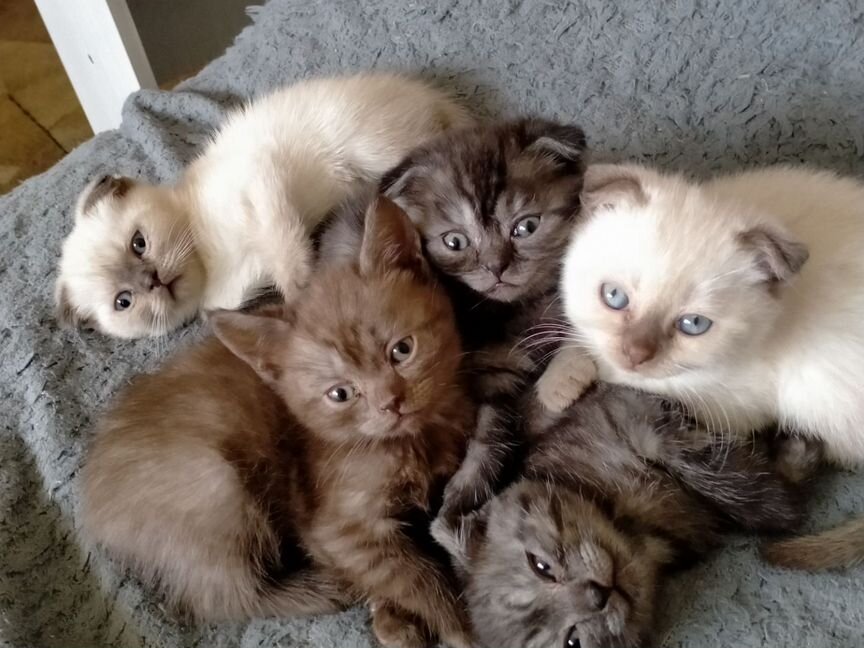 Шотландская вислоухая кошка