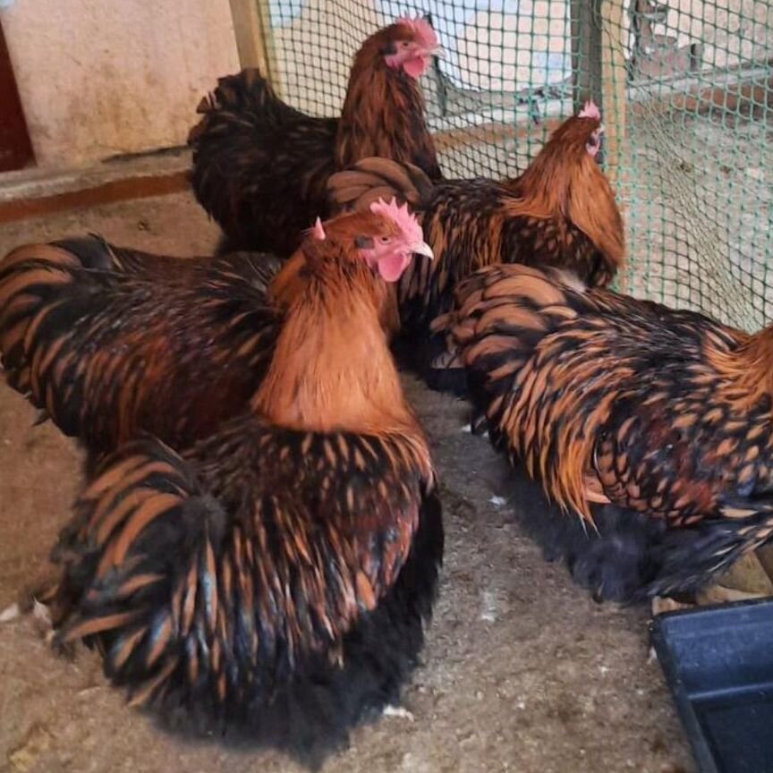 Петушки орпингтон 6 мес