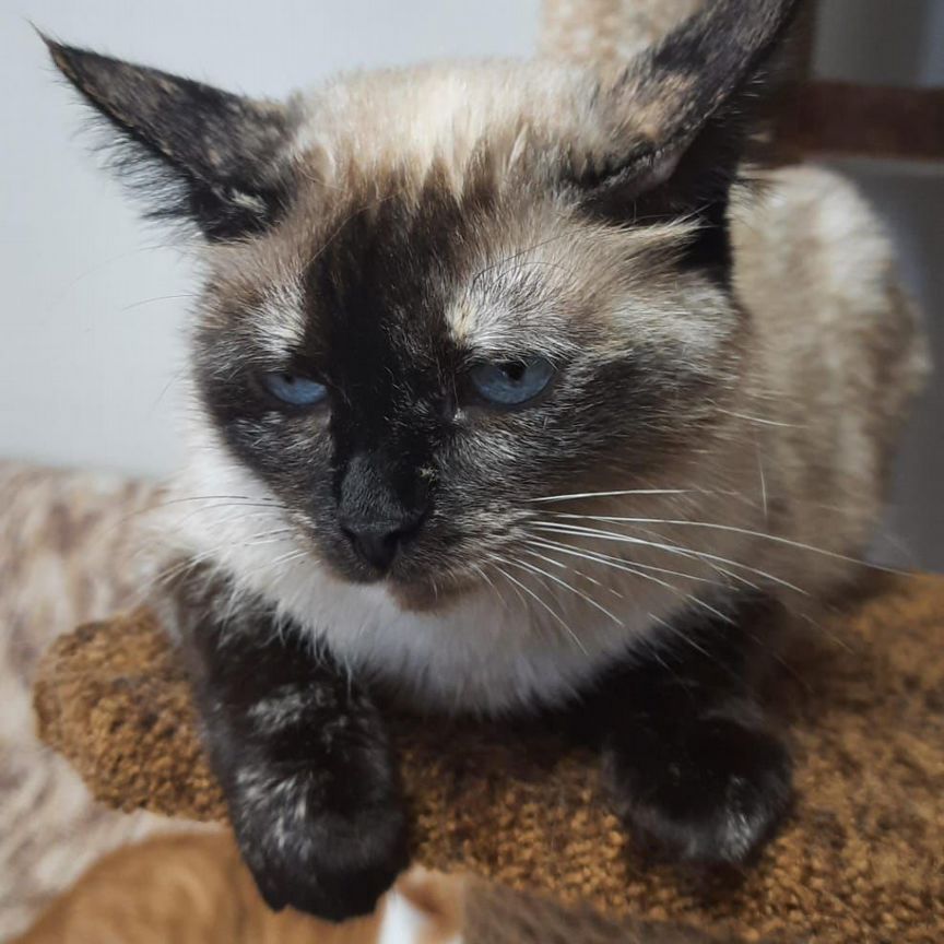 Кошки