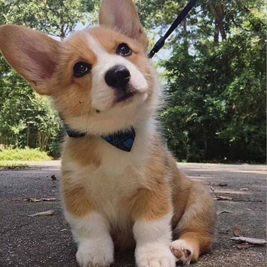 Умные Детки Вельш-Корги Пемброк