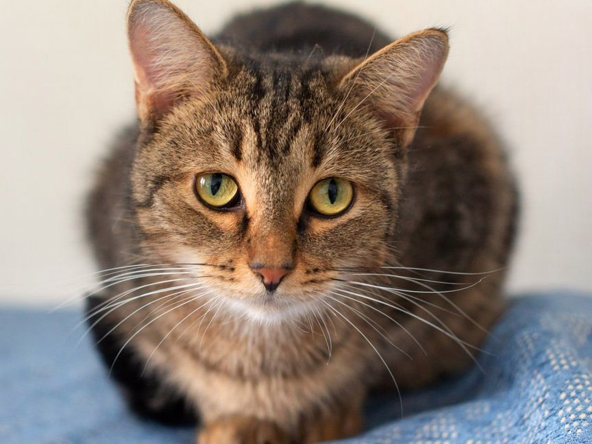 Молодой кот в семью