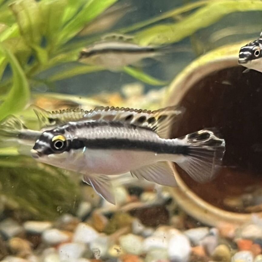 Рыбки пельвикахромис