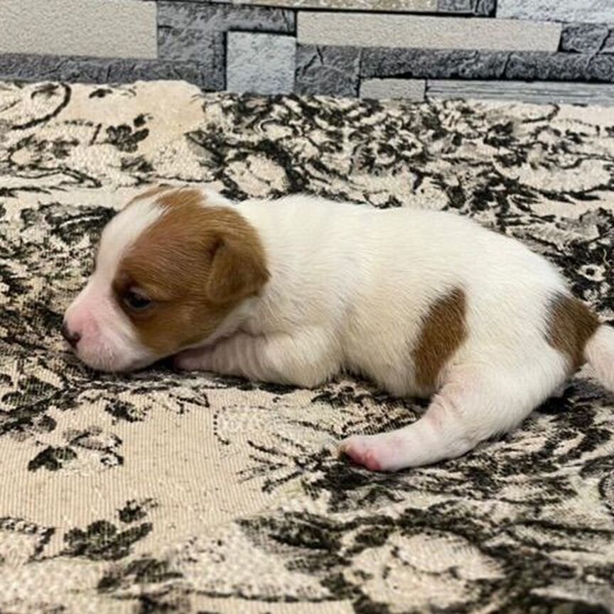 Джек-рассел-терьер, щенок