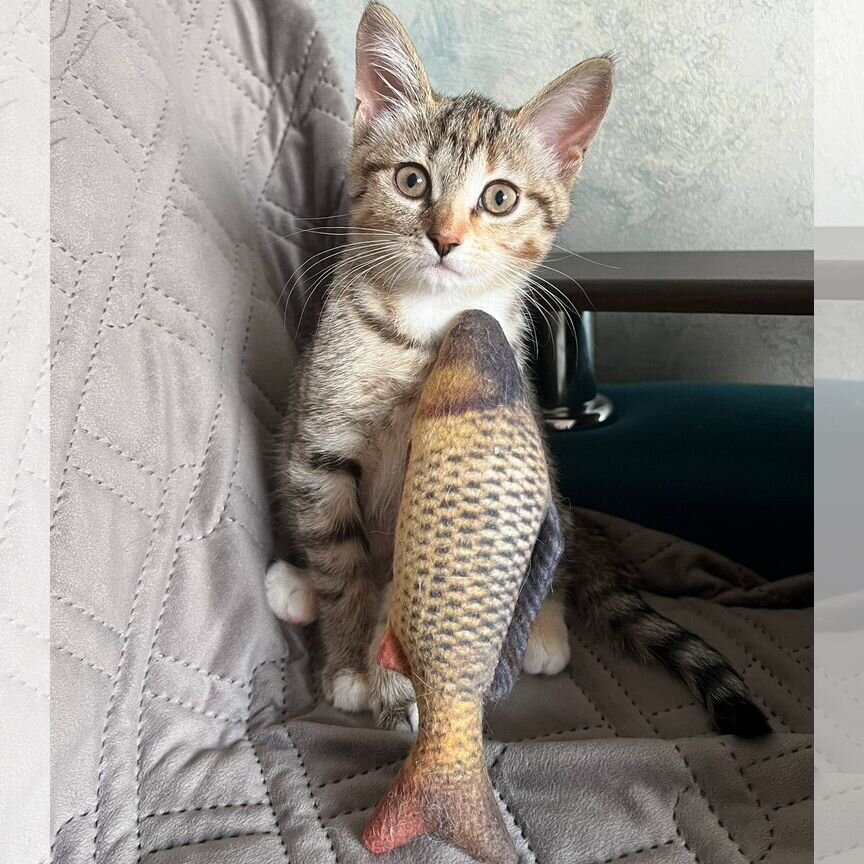 Котёнок в добрые руки