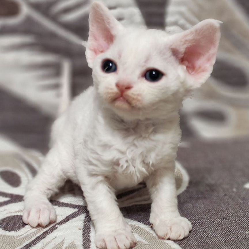 Девон-рекс котёнок