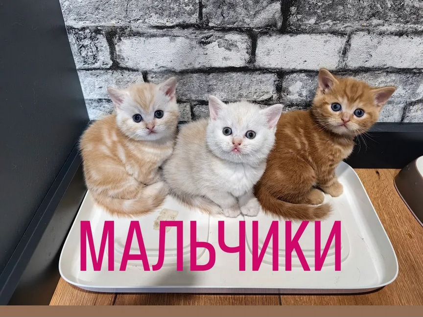 Шотландские котята
