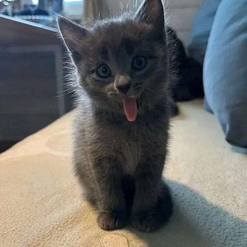 Русский голубой котёнок