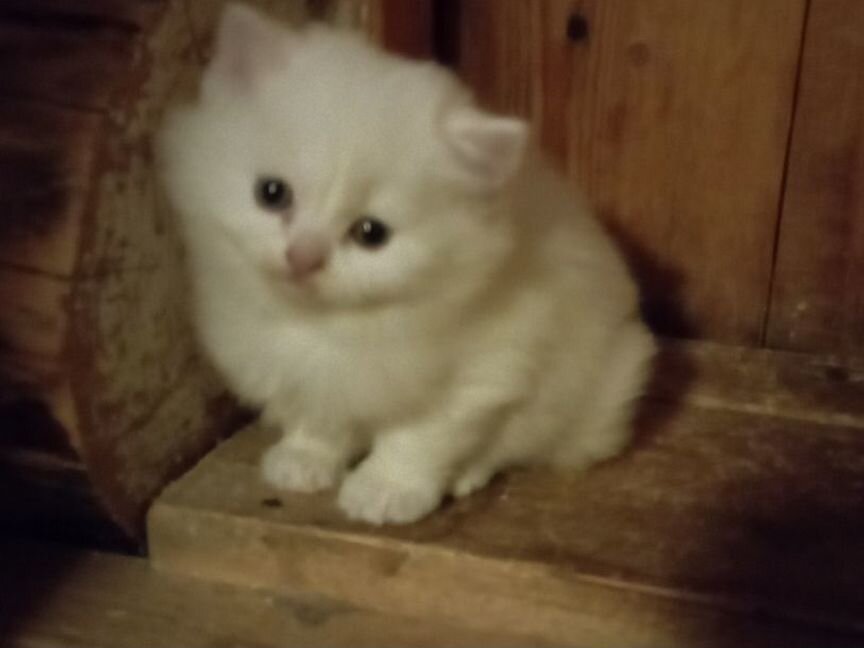 Белые британские котята