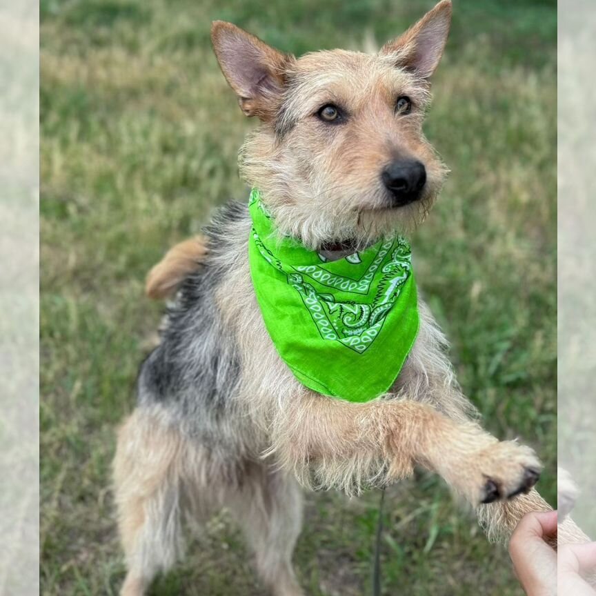 Собака Молодой Шик