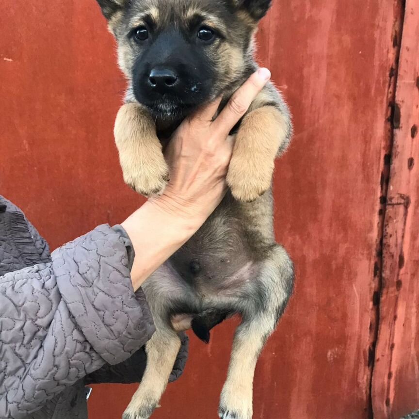 Щенок мальчик