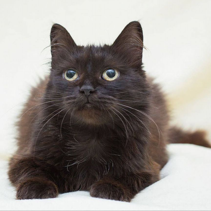 Красотка Кения в поисках любящей семьи