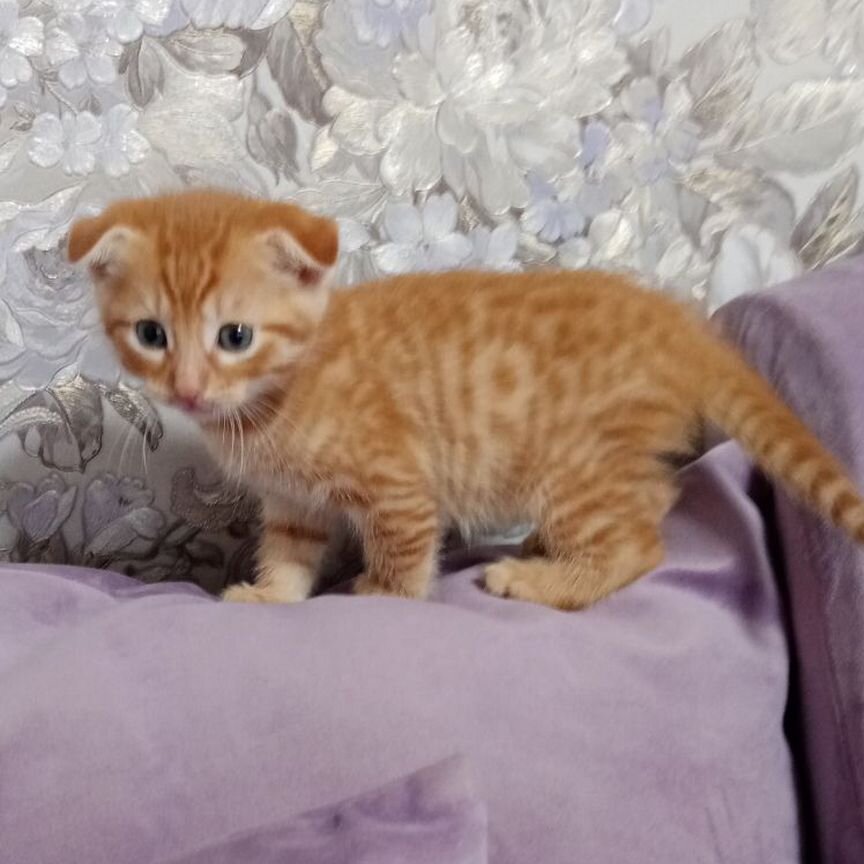 Котик