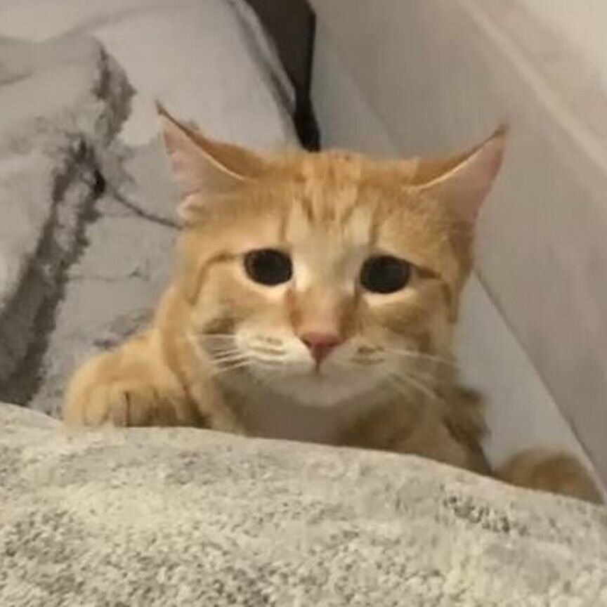 Взрослая кошка в добрые руки