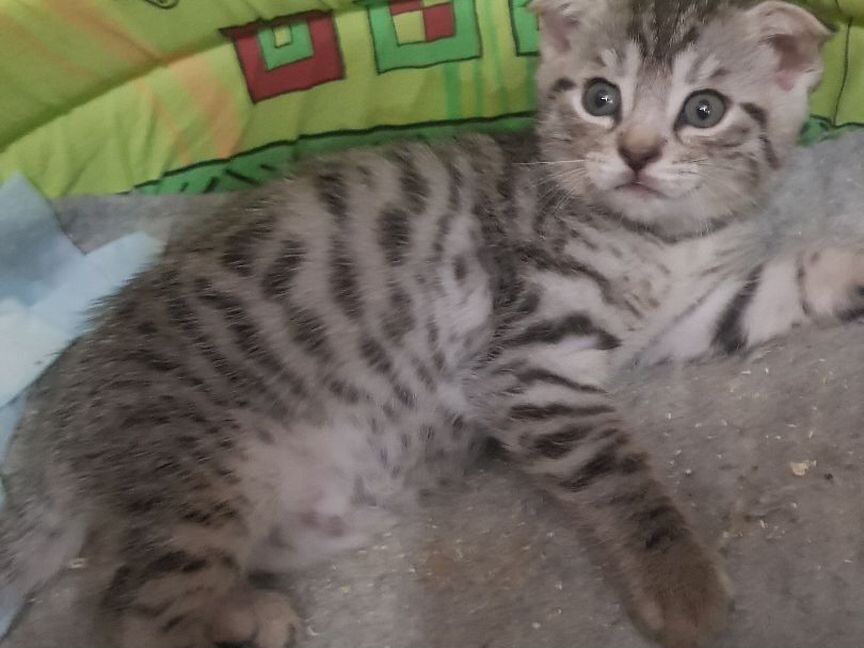Шотландские вислоухие котята