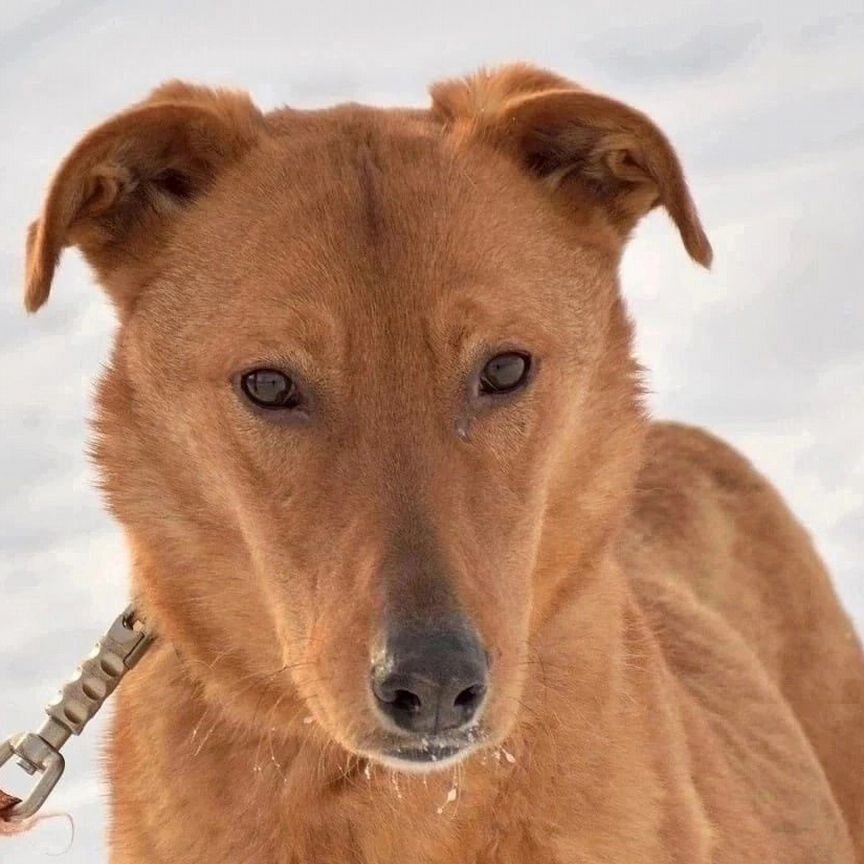 Собака в добрые руки - Босс