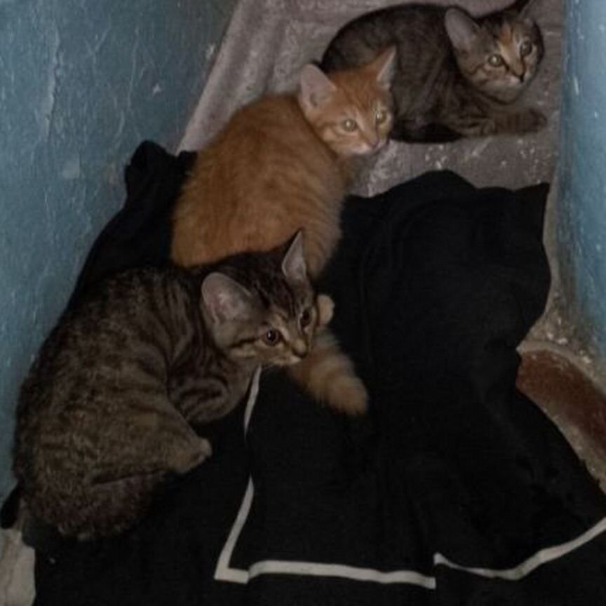 Котёнок в добрые руки