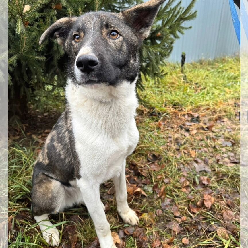 Отдам в добрые руки щенка подростка. Привезу