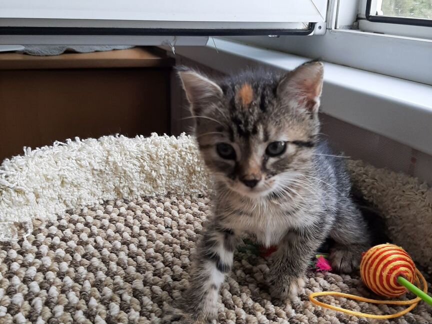 Маленькому котенку девочке нужны заботливые руки