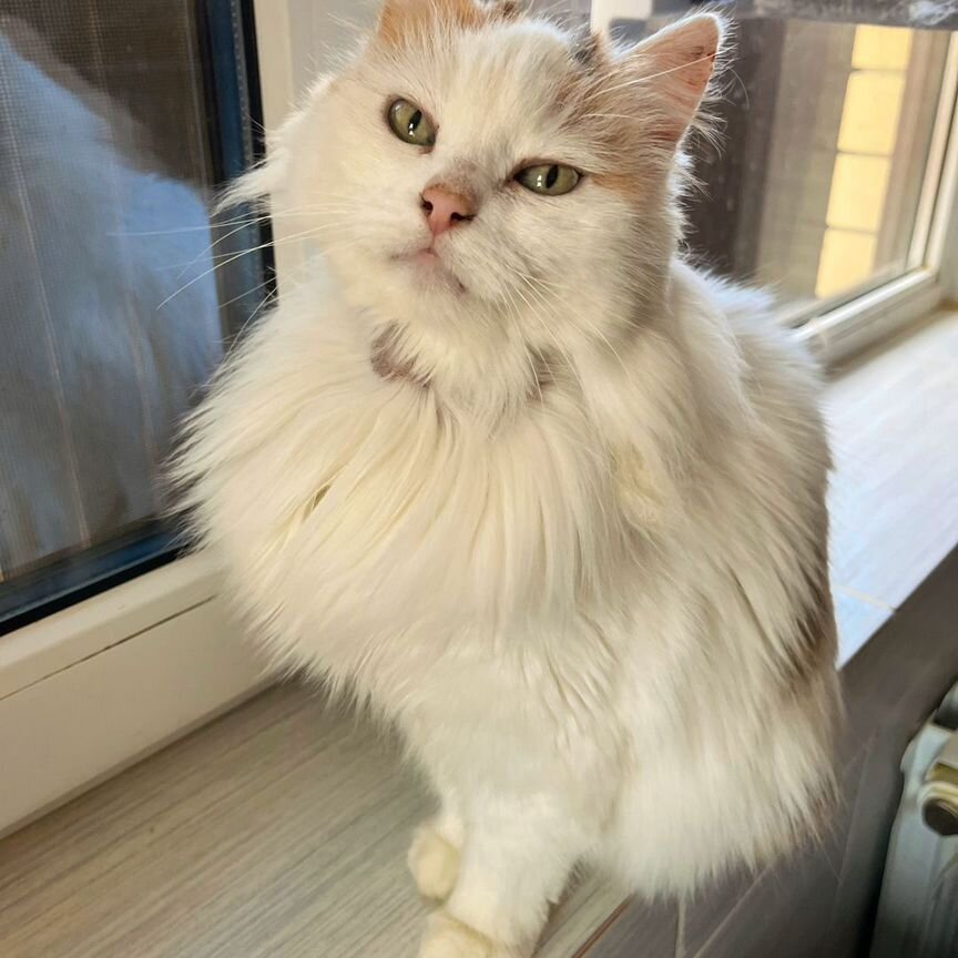 Обаятельная красотка кошечка