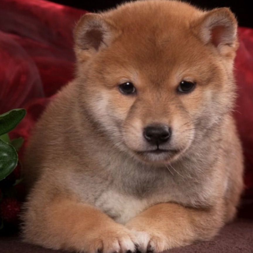 Сиба-ину, щенок