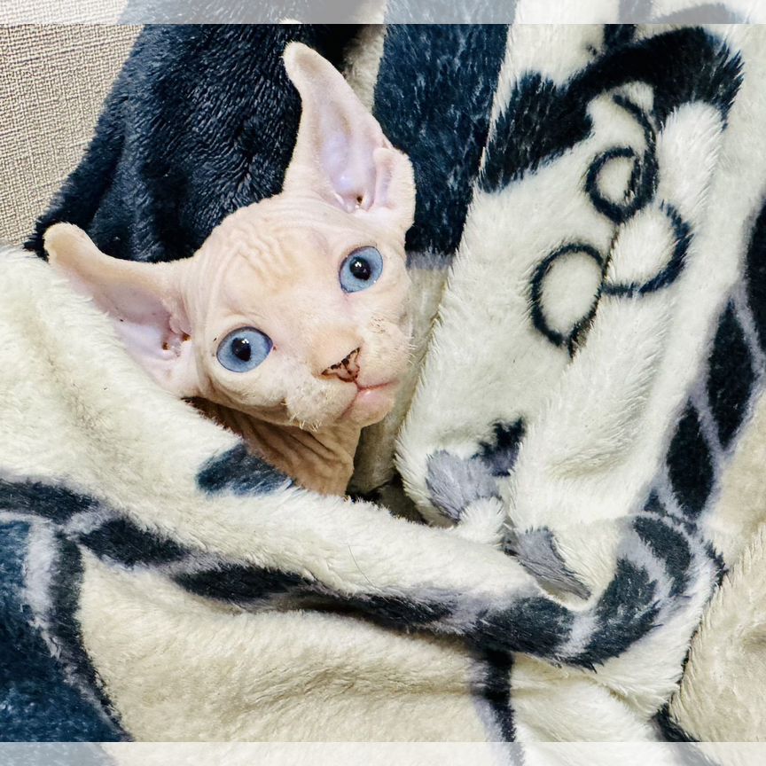 Канадский сфинкс котёнок