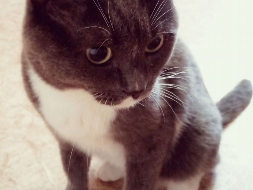 Кошки