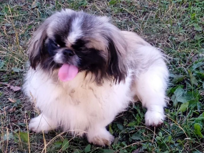 Королевский пекинес