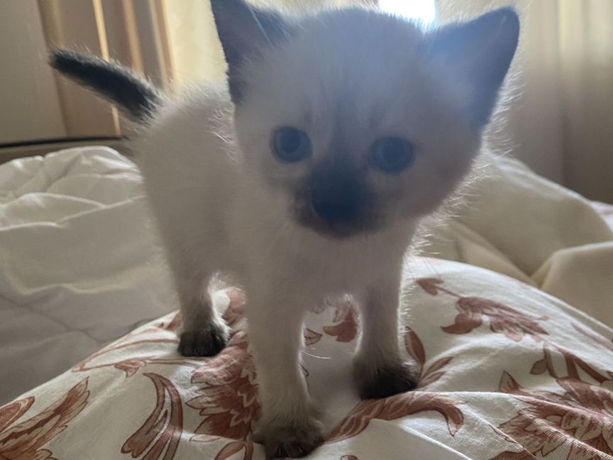 Белый котенок девочка